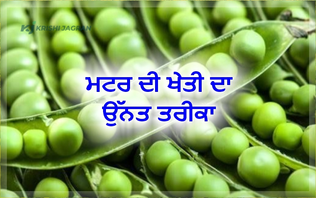 70 ਤੋਂ 80 ਦਿਨਾਂ `ਚ ਇਹ ਫ਼ਸਲ ਦੇਵੇਗੀ ਦੁੱਗਣੀ ਆਮਦਨ, ਕਤਾਰਾਂ `ਚ ਕਰੋ ਇਨ੍ਹਾਂ ...