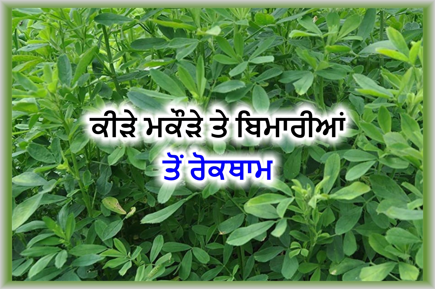 ਬਰਸੀਮ ਦੀ ਫ਼ਸਲ ਨੂੰ ਕੀੜੇ ਮਕੌੜਿਆਂ ਤੇ ਬਿਮਾਰੀਆਂ ਤੋਂ ਬਚਾਓ - protect the ...