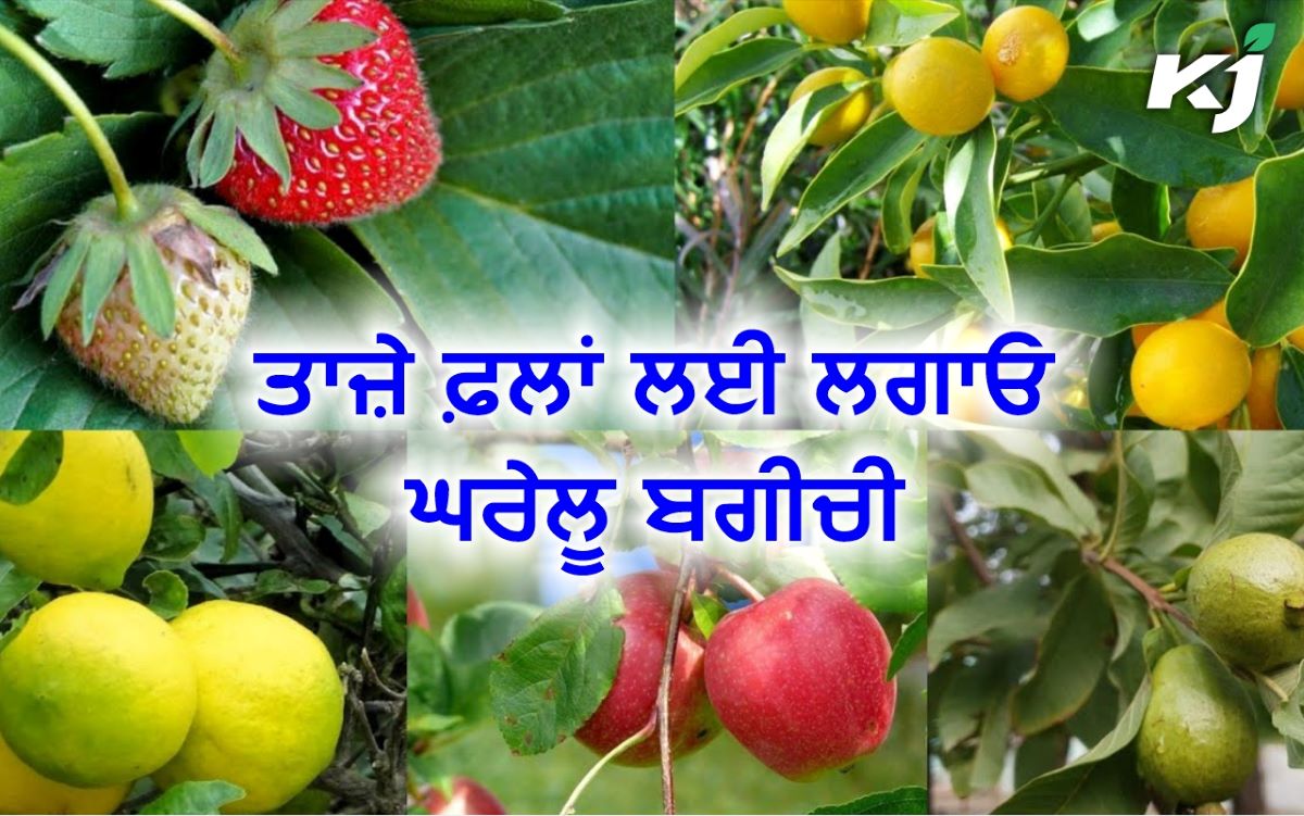 ਸਾਰਾ ਸਾਲ ਤਾਜ਼ੇ ਫ਼ਲ ਪਾਉਣ ਲਈ ਆਪਣੇ ਘਰ ਇਸ ਤਰ੍ਹਾਂ ਲਗਾਓ ਘਰੇਲੂ ਬਗੀਚੀ - Plant a ...