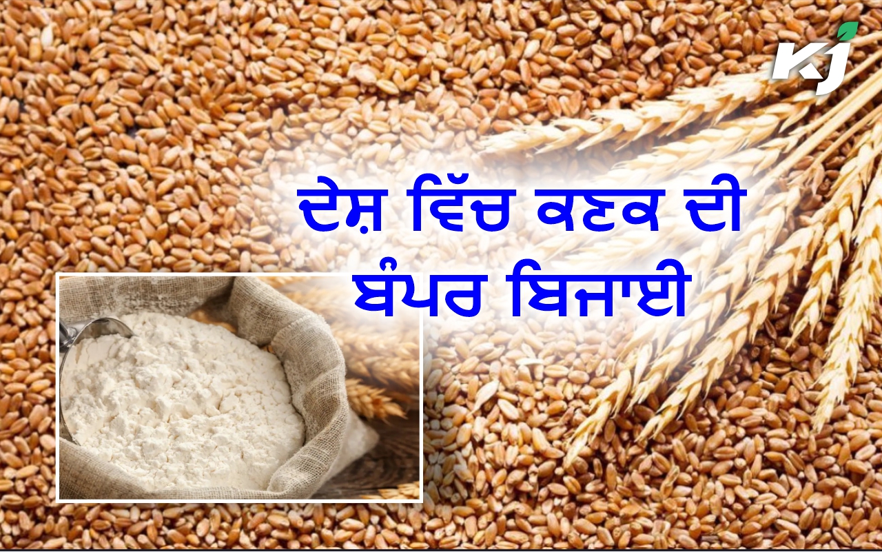 ਕਣਕ ਦੇ ਰਕਬੇ ਵਿੱਚ ਵਾਧਾ, ਇਨ੍ਹਾਂ ਸੂਬਿਆਂ ਵਿੱਚ ਕਣਕ ਦੀ ਬਿਜਾਈ ਵਧੀ - Increase ... ਕਣਕ ਦੇ ਰਕਬੇ ਵਿੱਚ ਵਾਧਾ, ਇਨ੍ਹਾਂ ਸੂਬਿਆਂ ਵਿੱਚ ਕਣਕ ਦੀ ਬਿਜਾਈ ਵਧੀ - Increase ...