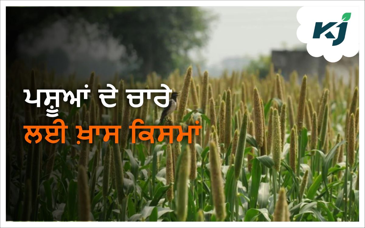Millet as Fodder Crop: ਪੰਜਾਬ ਵਿੱਚ ਚਾਰੇ ਦੀ ਫ਼ਸਲ ਲਈ ਬਾਜਰੇ ਦੀ ਖੇਤੀ ...