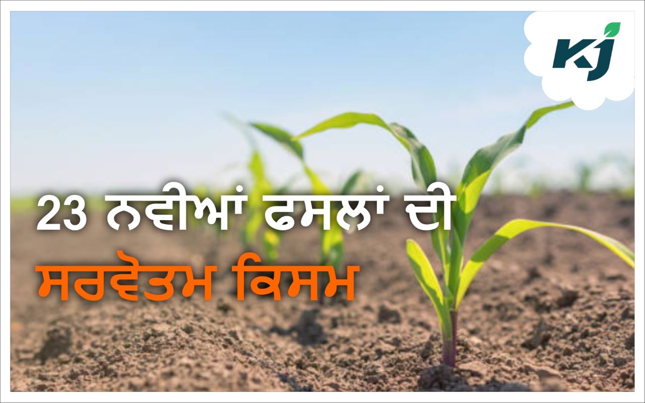 Agricultural University ਨੇ ਜਾਰੀ ਕੀਤੀਆਂ 23 ਨਵੀਆਂ ਫਸਲਾਂ ਦੀ Best ਕਿਸਮਾਂ ...