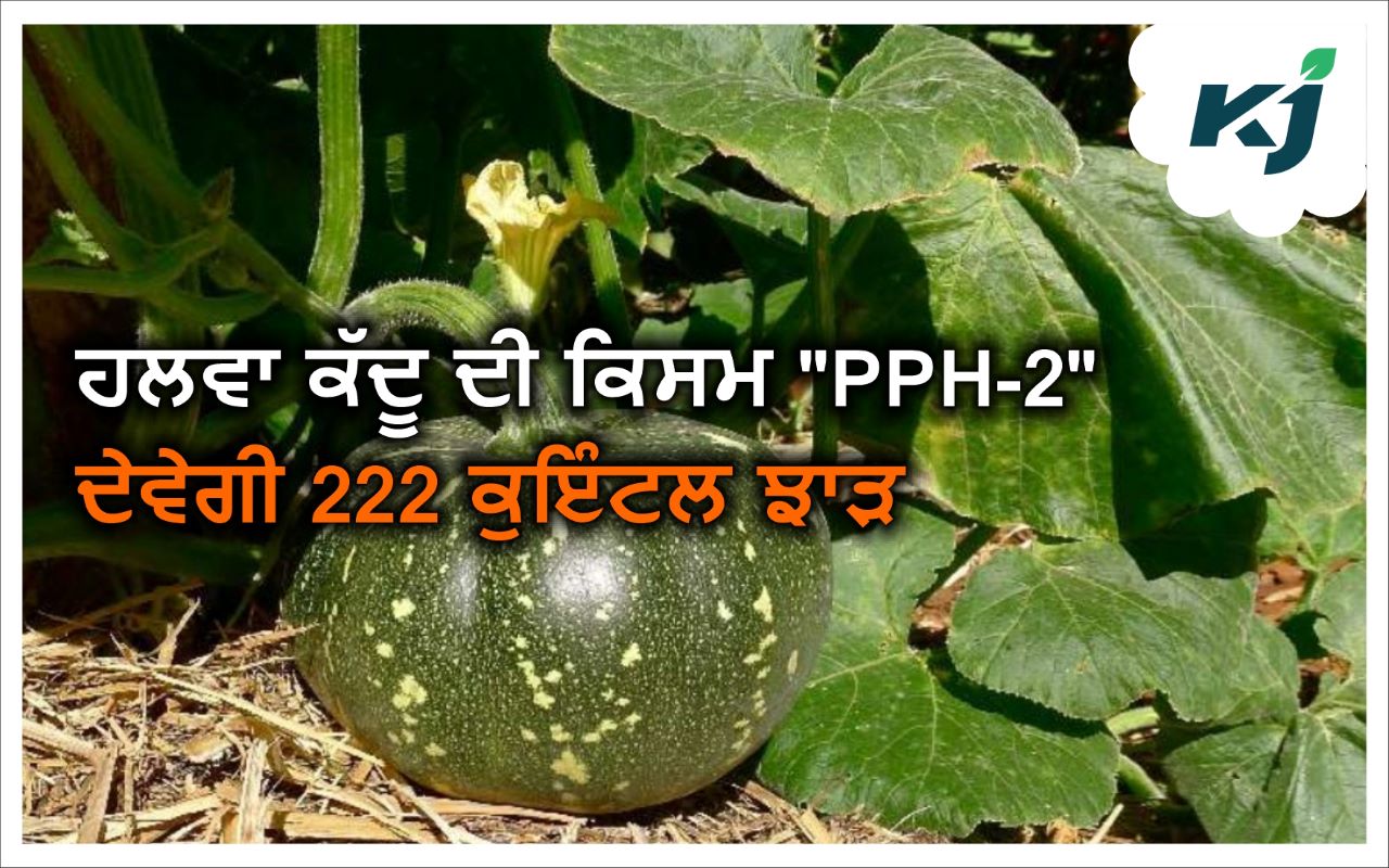 ਇਸ ਸੀਜ਼ਨ ਵਿੱਚ ਕਰੋ ਹਲਵਾ ਕੱਦੂ ਦੀ ਕਾਸ਼ਤ, "PPH-2" ਤੋਂ ਮਿਲੇਗਾ 222 ਕੁਇੰਟਲ ਝਾੜ ...