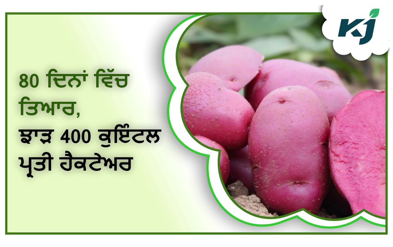 ਆਲੂ ਦੀ ਨਵੀਂ ਕਿਸਮ ਤੋਂ ਕਿਸਾਨਾਂ ਨੂੰ ਕਮਾਲ ਦਾ Profit, 80 ਦਿਨਾਂ 'ਚ 400 ਕੁਇੰਟਲ ...