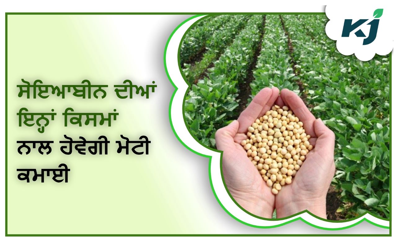 Soybean ਦੀਆਂ ਰੋਗ ਮੁਕਤ ਕਿਸਮਾਂ SL 958 ਅਤੇ SL 744 ਦਾ ਝਾੜ 7.3 ਕੁਇੰਟਲ - The ...