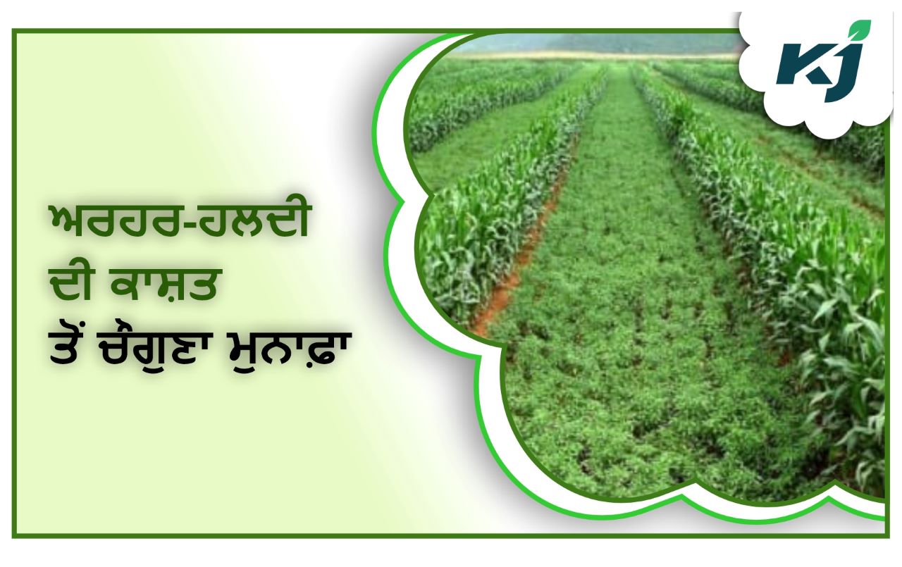 Multiple Cropping: ਅਰਹਰ ਨਾਲ ਹਲਦੀ ਦੀ ਕਾਸ਼ਤ ਤੋਂ ਝਾੜ ਦੁੱਗਣਾ - ਮੁਨਾਫ਼ਾ ...