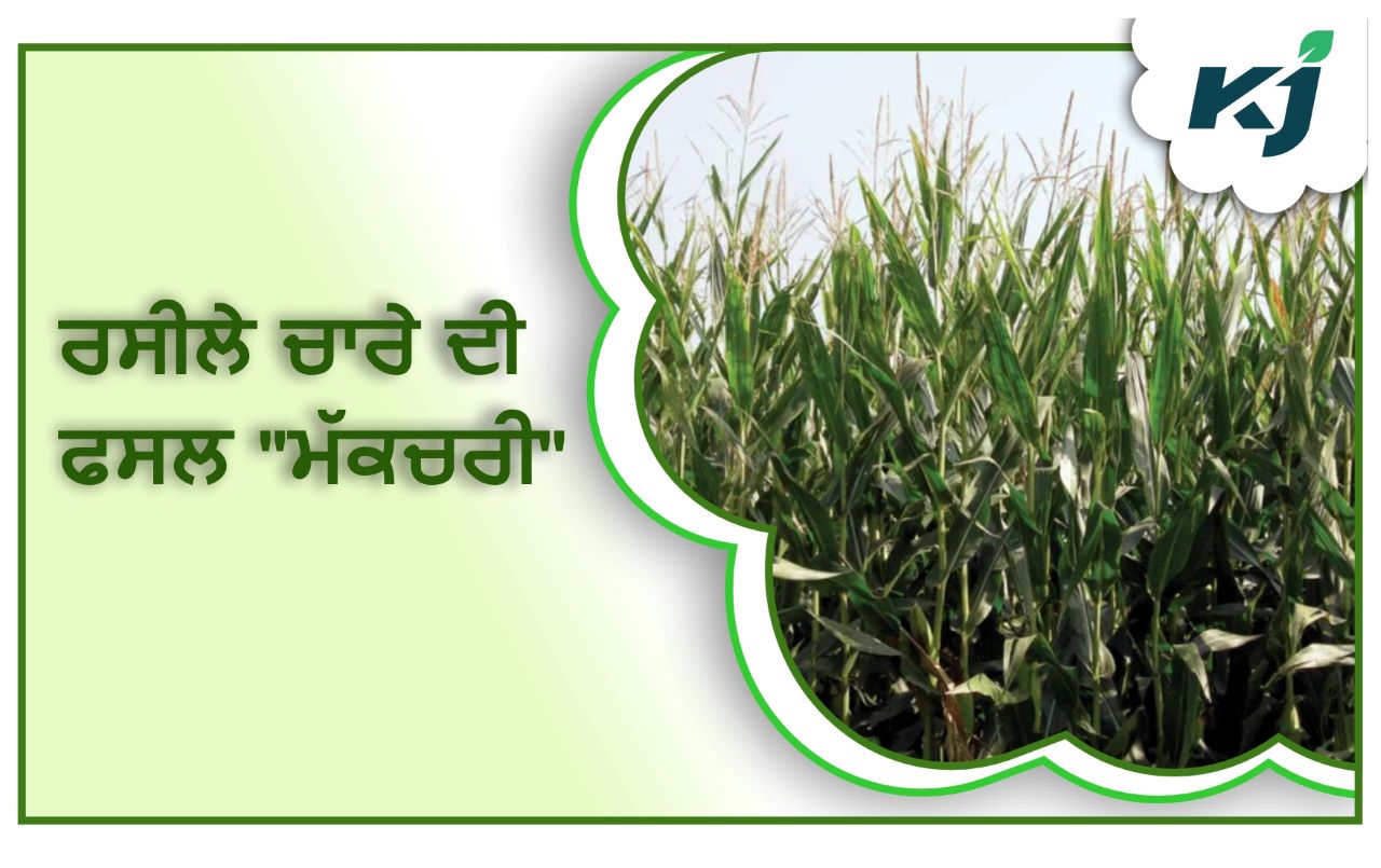 Fodder Crop: "ਮੱਕਚਰੀ" ਰਸੀਲੇ ਚਾਰੇ ਦੀ ਫਸਲ, ਮਈ-ਜੂਨ ਦੇ ਮਹੀਨੇ ਵਿੱਚ ਕਰੋ ਨਰਸਰੀ ...