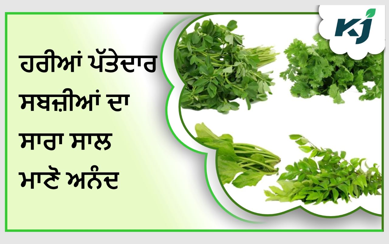 ਹੁਣ ਸਾਰਾ ਸਾਲ ਮਿਲੇਗਾ ਪਾਲਕ-ਮੇਥੀ-ਸਾਗ, ਜਾਣੋ ਕਿਵੇਂ? - Now Palak-Methi-Saag ...
