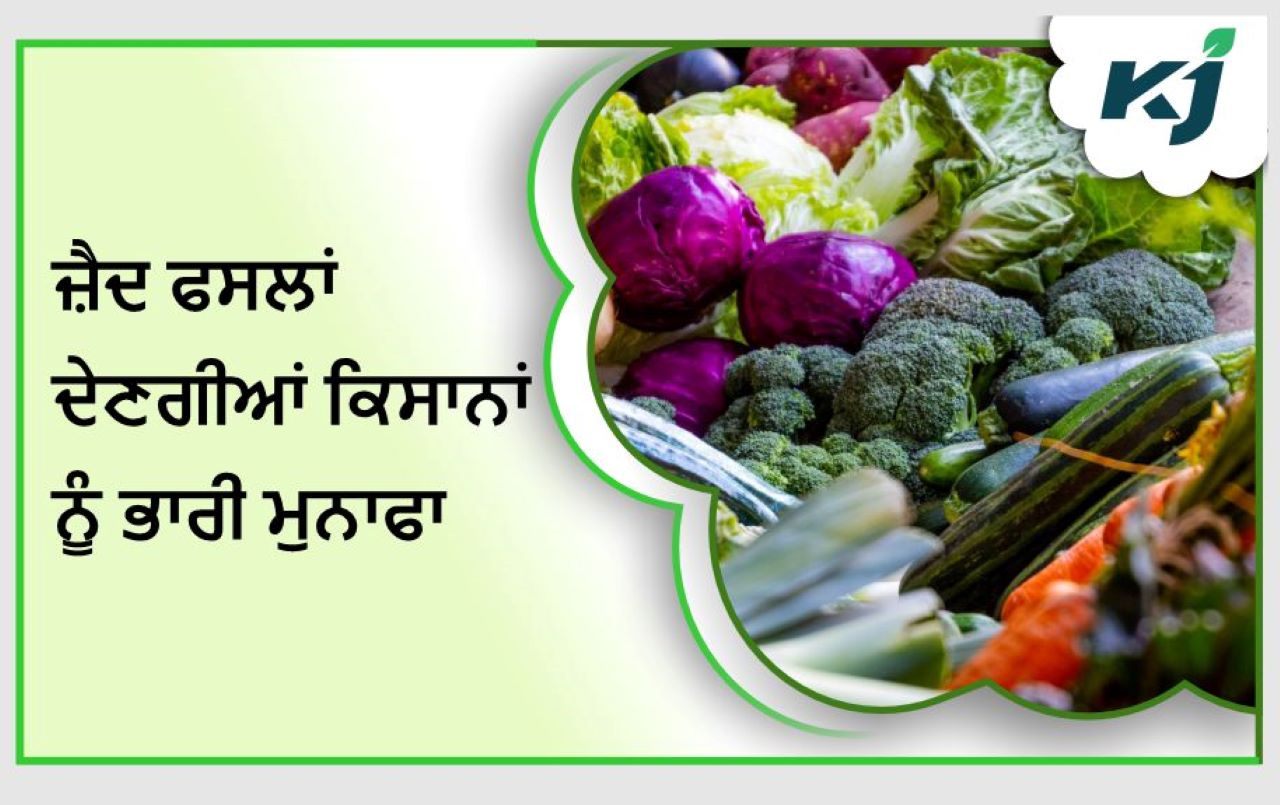 Zaid Crops ਤੋਂ ਹੋਵੇਗਾ ਭਾਰੀ ਮੁਨਾਫਾ, ਜਾਣੋ ਇਨ੍ਹਾਂ ਫਸਲਾਂ ਨੂੰ ਤਿਆਰ ਕਰਨ ਦਾ ...