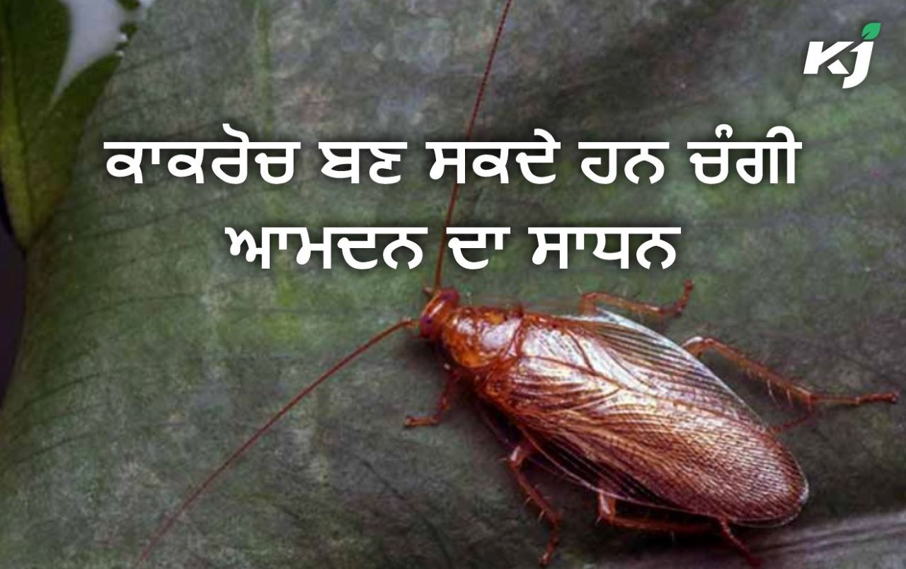 Cockroach Farming ਨਾਲ ਜ਼ਬਰਦਸਤ ਕਮਾਈ, ਵਿਦੇਸ਼ਾਂ ਤੋਂ ਬਾਅਦ India 'ਚ ਵਧੀ ...