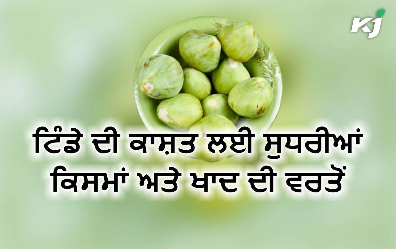 ਟਿੰਡੇ ਦੀਆਂ ਸੁਧਰੀਆਂ ਕਿਸਮਾਂ, ਜਾਣੋ ਬਿਜਾਈ ਤੋਂ ਵਾਢੀ ਤੱਕ ਦੀ ਸਾਰੀ ਜਾਣਕਾਰੀ ...