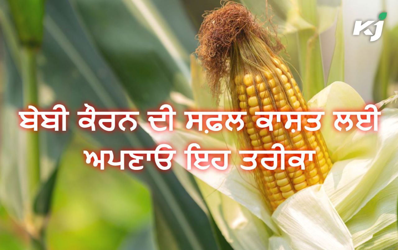 ਜਾਣੋ Baby Corn ਦੀ ਸਫ਼ਲ ਕਾਸ਼ਤ ਲਈ ਵਧੀਆ ਕਿਸਮਾਂ ਅਤੇ ਖਾਦਾਂ - Know the best ...