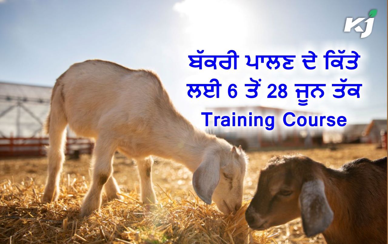 6 ਤੋਂ 28 ਜੂਨ ਤੱਕ ਤਿੰਨ ਬੈਚਾਂ ਵਿੱਚ Goat Farming ਲਈ Training Course ...