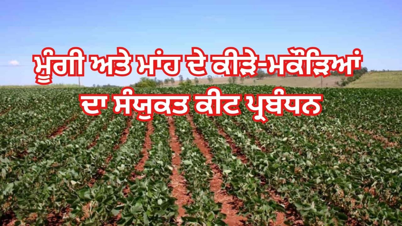 ਮੂੰਗੀ ਅਤੇ ਮਾਂਹ ਦੇ ਕੀੜੇ-ਮਕੌੜਿਆਂ ਦੀ Integrated Pest Management ਰਾਹੀਂ ...