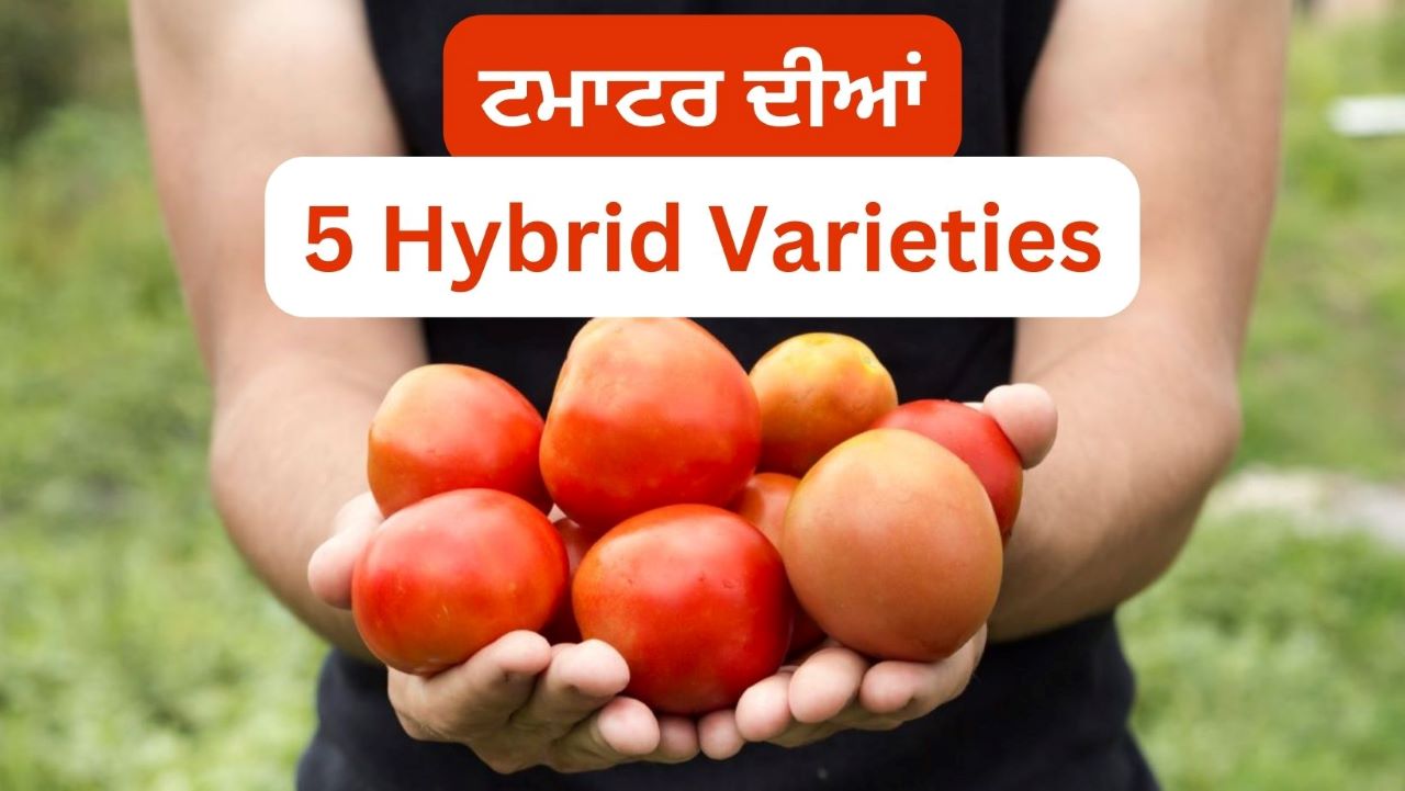 ਟਮਾਟਰ ਦੀਆਂ ਇਨ੍ਹਾਂ 5 Hybrid Varieties ਦਾ ਝਾੜ ਬੇਮਿਸਾਲ - The yield of ...