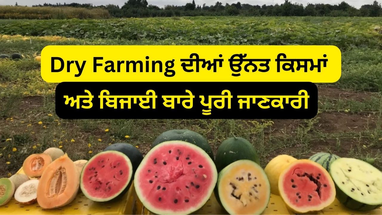 Dry Farming ਕੀ ਹੈ? ਇੱਥੇ ਜਾਣੋ ਉੱਨਤ ਕਿਸਮਾਂ ਅਤੇ ਬਿਜਾਈ ਵਿਧੀ ਬਾਰੇ ਪੂਰੀ ...