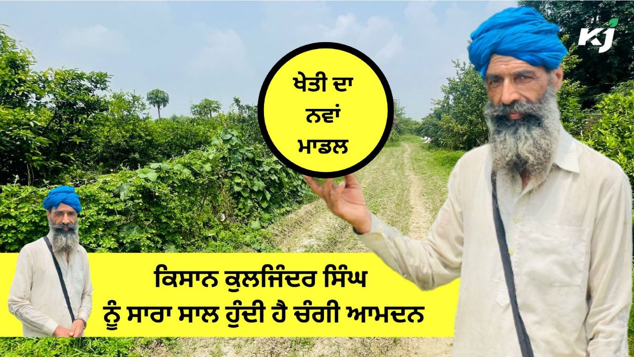 Farmer Kuljinder Singh ਦੇ ਖੇਤੀ ਮਾਡਲ ਨੇ ਕਿਸਾਨਾਂ ਨੂੰ ਦਿਖਾਇਆ ਨਵਾਂ ਰਾਹ ...