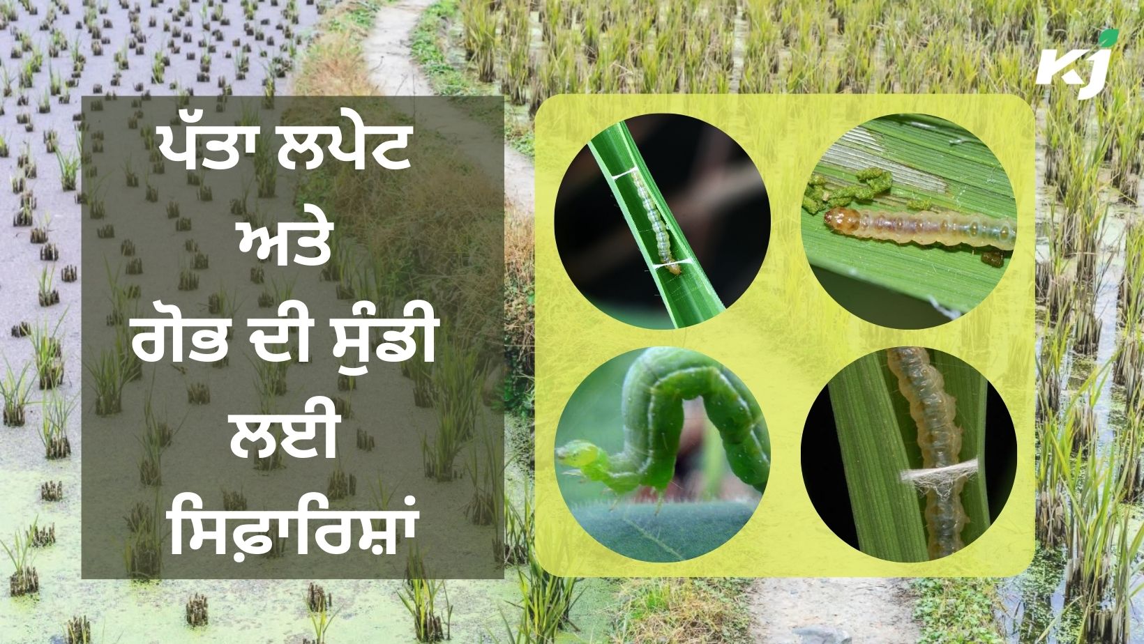 ਕਿਸਾਨ ਭਰਾਵੋਂ ਪੱਤਾ ਲਪੇਟ ਅਤੇ ਗੋਭ ਦੀ ਸੁੰਡੀ ਤੋਂ ਰਹੋ ਸੁਚੇਤ - Beware of paddy ...