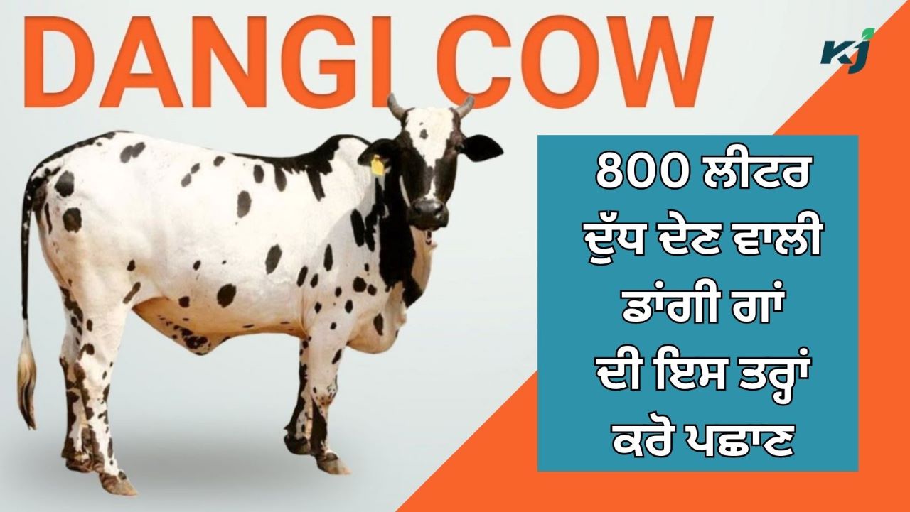Dangi Cow ਦਿੰਦੀ ਹੈ 800 ਲੀਟਰ ਦੁੱਧ, ਜਾਣੋ ਇਸਦੀ ਪਛਾਣ ਕਰਨ ਦਾ ਤਰੀਕਾ - Dangi ...