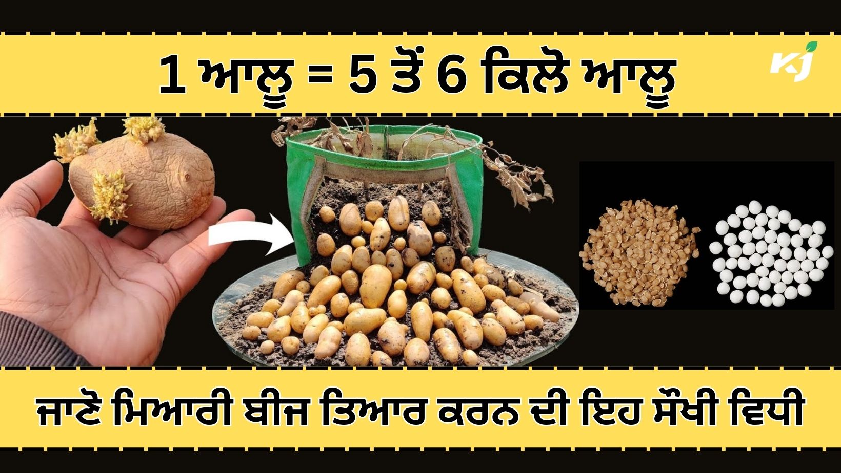 ਆਲੂ ਦੇ ਮਿਆਰੀ ਬੀਜ ਅਤੇ ਚੰਗੇ ਝਾੜ ਲਈ ਵਧੀਆ Technique - Adopt seed plot ...