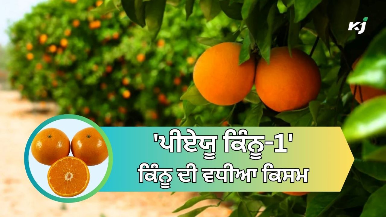 ਕਿੰਨੂ ਖੇਤਰ ਵਿੱਚ ਕ੍ਰਾਂਤੀ ਲਿਆਉਣ ਵਾਲੀ ਕਿਸਮ ''PAU Kinnu 1' - 'PAU Kinnu 1 ...