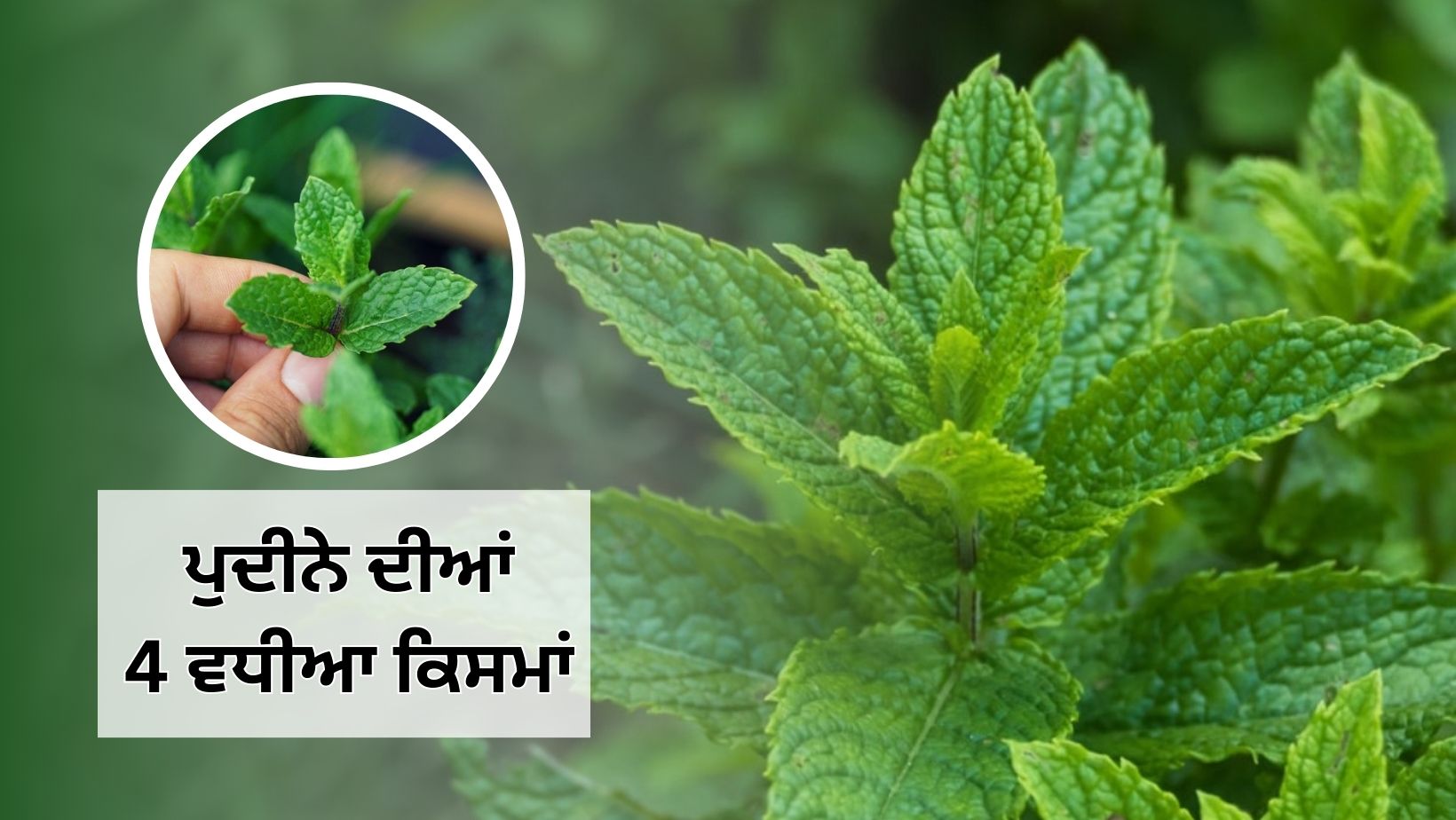 Mentha Cultivation ਲਈ 4 ਵਧੀਆ ਕਿਸਮਾਂ, ਝਾੜ 100 ਤੋਂ 125 ਕੁਇੰਟਲ ਪ੍ਰਤੀ ਏਕੜ ...