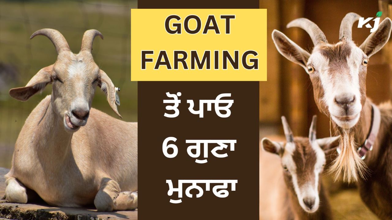 ਵਿਗਿਆਨਕ ਤਰੀਕੇ ਨਾਲ ਕਰੋ Goat Farming, 6 ਗੁਣਾ ਤੱਕ ਮੁਨਾਫਾ, ਜਾਣੋ ਪੂਰਾ ਤਰੀਕਾ ...