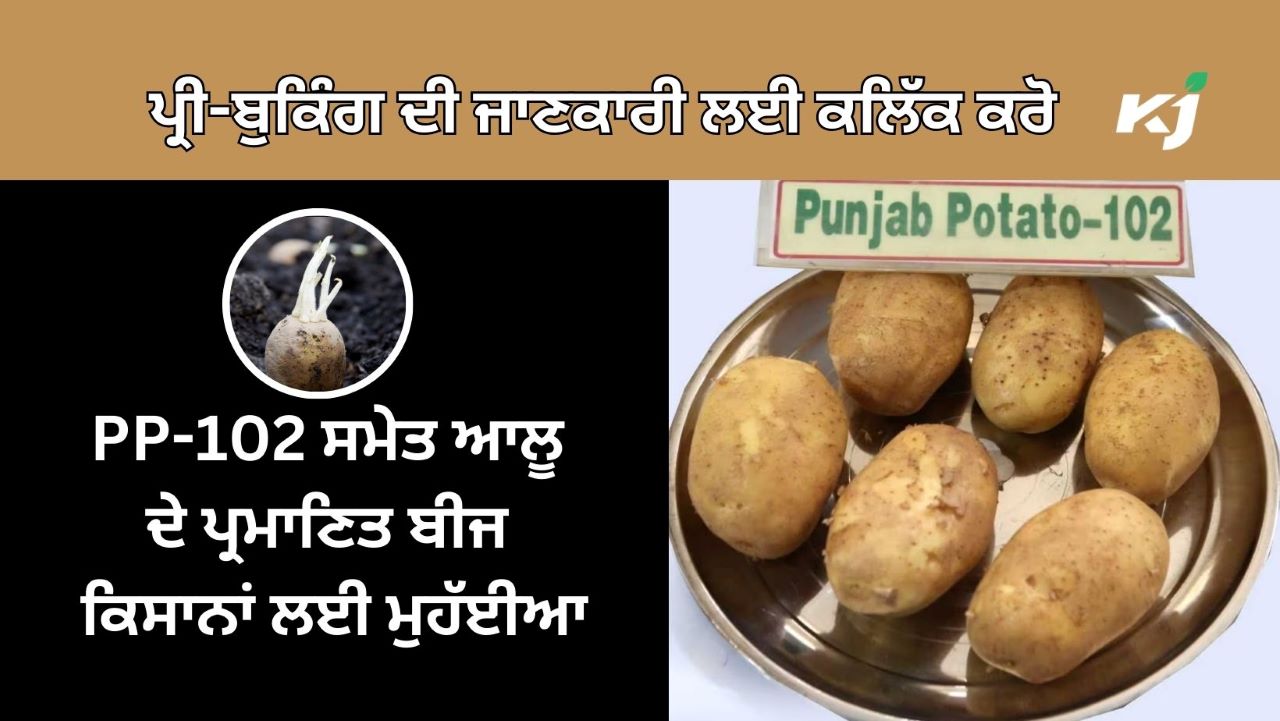 Punjab Agricultural University ਵੱਲੋਂ ਨਵੇਂ ਜਾਰੀ ਕੀਤੇ PP-102 ਸਮੇਤ ਆਲੂ ਦੇ ...