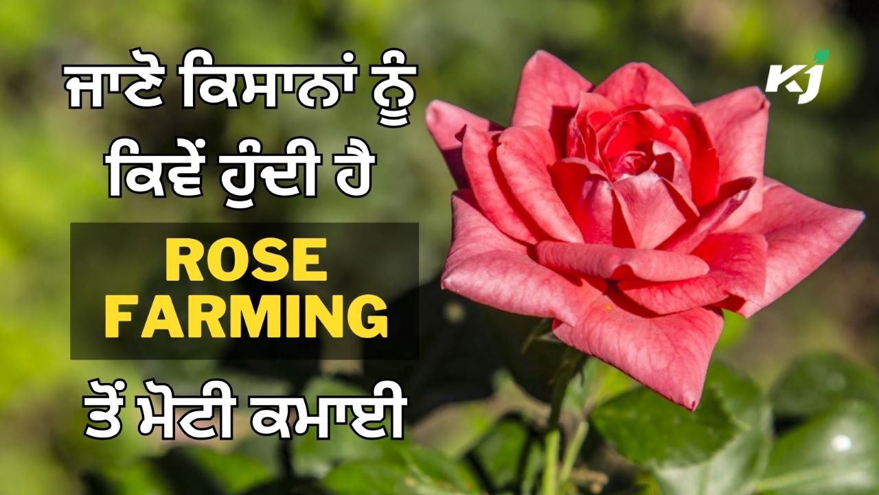 Rose Uses and Benefits: ਜਾਣੋ ਕਿਸਾਨਾਂ ਨੂੰ ਸਾਰਾ ਸਾਲ ਕਿਵੇਂ ਹੁੰਦੀ ਹੈ ROSE ...
