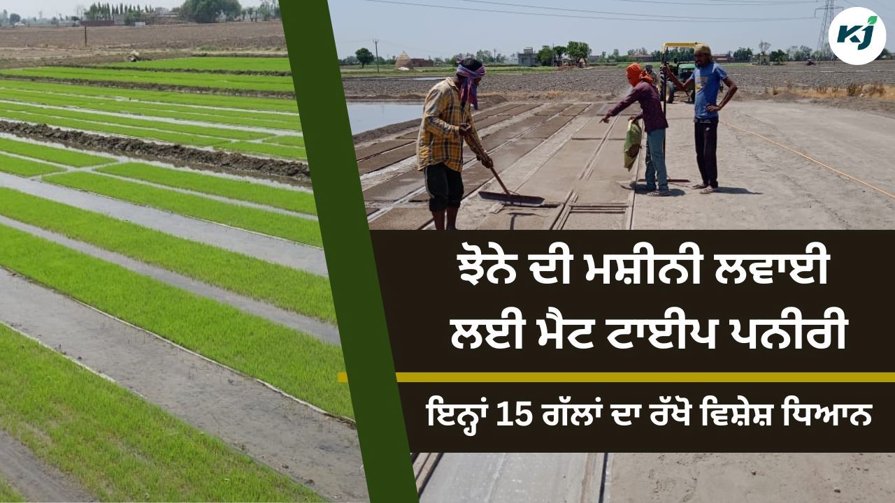 Mat Type Nursery: ਝੋਨੇ ਦੀ ਮਸ਼ੀਨੀ ਲਵਾਈ ਲਈ ਮੈਟ ਟਾਈਪ ਪਨੀਰੀ ਤਿਆਰ ਕਰਦੇ ਸਮੇਂ ... Mat Type Nursery: ਝੋਨੇ ਦੀ ਮਸ਼ੀਨੀ ਲਵਾਈ ਲਈ ਮੈਟ ਟਾਈਪ ਪਨੀਰੀ ਤਿਆਰ ਕਰਦੇ ਸਮੇਂ ...
