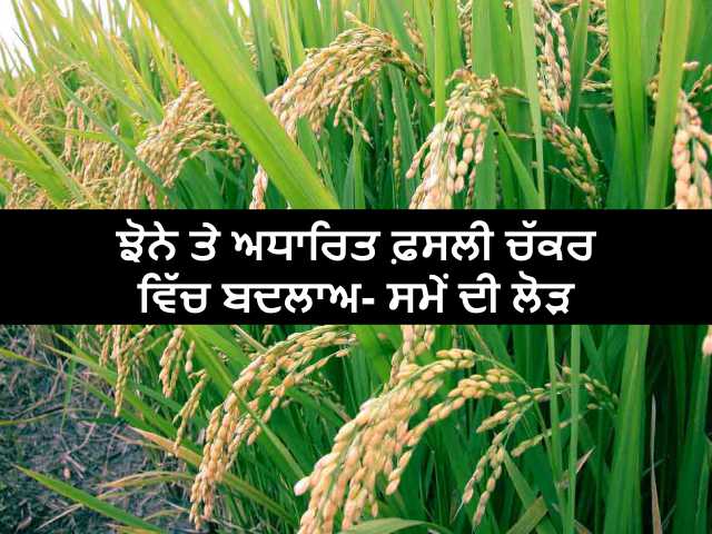 ਝੋਨੇ ਤੇ ਅਧਾਰਿਤ ਫ਼ਸਲੀ ਚੱਕਰ ਵਿੱਚ ਬਦਲਾਅ- ਸਮੇਂ ਦੀ ਲੋੜ - Changes in Paddy ...