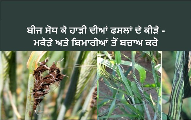 ਬੀਜ ਸੋਧ ਕੇ ਹਾੜੀ ਦੀਆਂ ਫਸਲਾਂ ਦੇ ਕੀੜੇ - ਮਕੌੜੇ ਅਤੇ ਬਿਮਾਰੀਆਂ ਤੋਂ ਬਚਾਅ ਕਰੋ ...