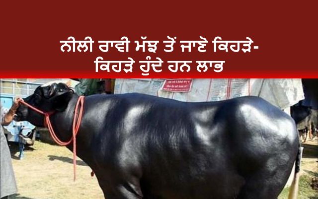 ਨੀਲੀ ਰਾਵੀ ਮੱਝ ਤੋਂ ਜਾਣੋ ਕਿਹੜੇ-ਕਿਹੜੇ ਹੁੰਦੇ ਹਨ ਲਾਭ - Learn what are the ...