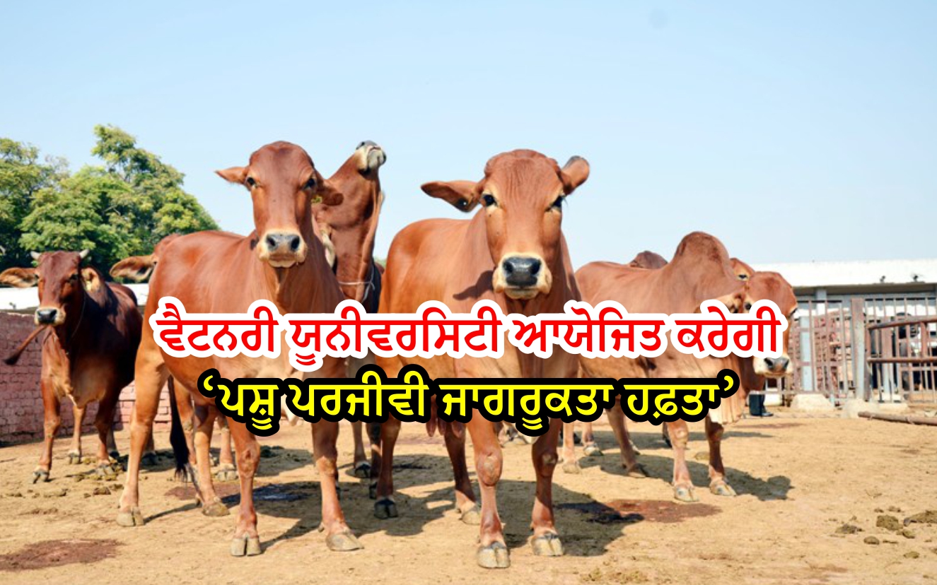 ਵੈਟਨਰੀ ਯੂਨੀਵਰਸਿਟੀ ਆਯੋਜਿਤ ਕਰੇਗੀ ’ਪਸ਼ੂ ਪਰਜੀਵੀ ਜਾਗਰੂਕਤਾ ਹਫ਼ਤਾ ...