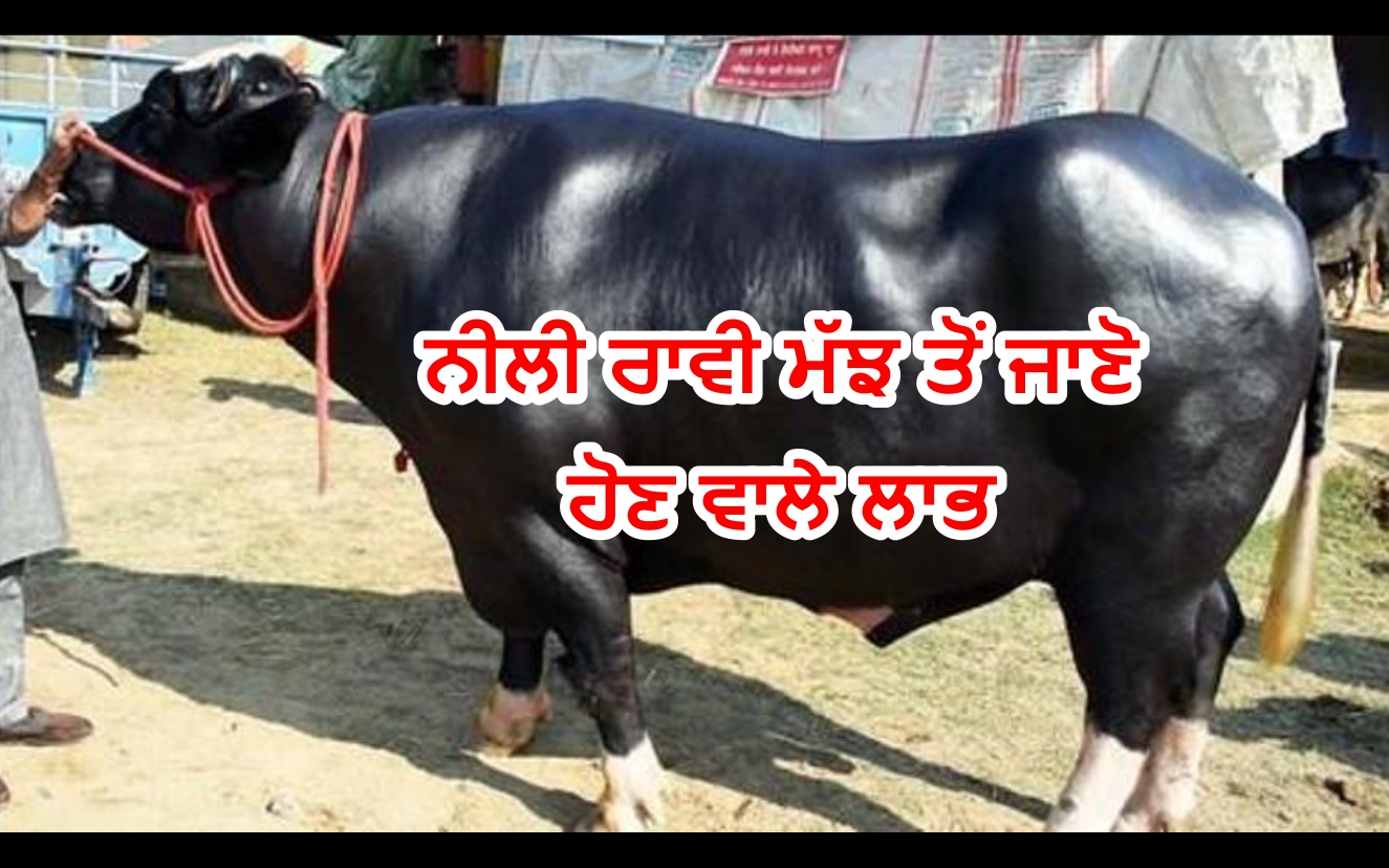 ਨੀਲੀ ਰਾਵੀ ਮੱਝ ਤੋਂ ਜਾਣੋ ਹੋਣ ਵਾਲੇ ਲਾਭ - Benefits of Neeli Ravi buffalo