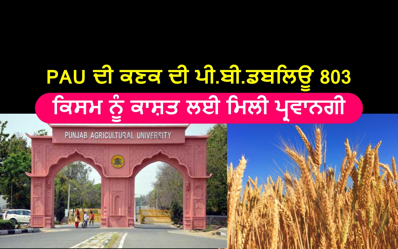 PAU ਦੀ ਕਣਕ ਦੀ ਪੀ.ਬੀ.ਡਬਲਿਊ 803 ਕਿਸਮ ਨੂੰ ਕਾਸ਼ਤ ਲਈ ਮਿਲੀ ਪ੍ਰਵਾਨਗੀ ...