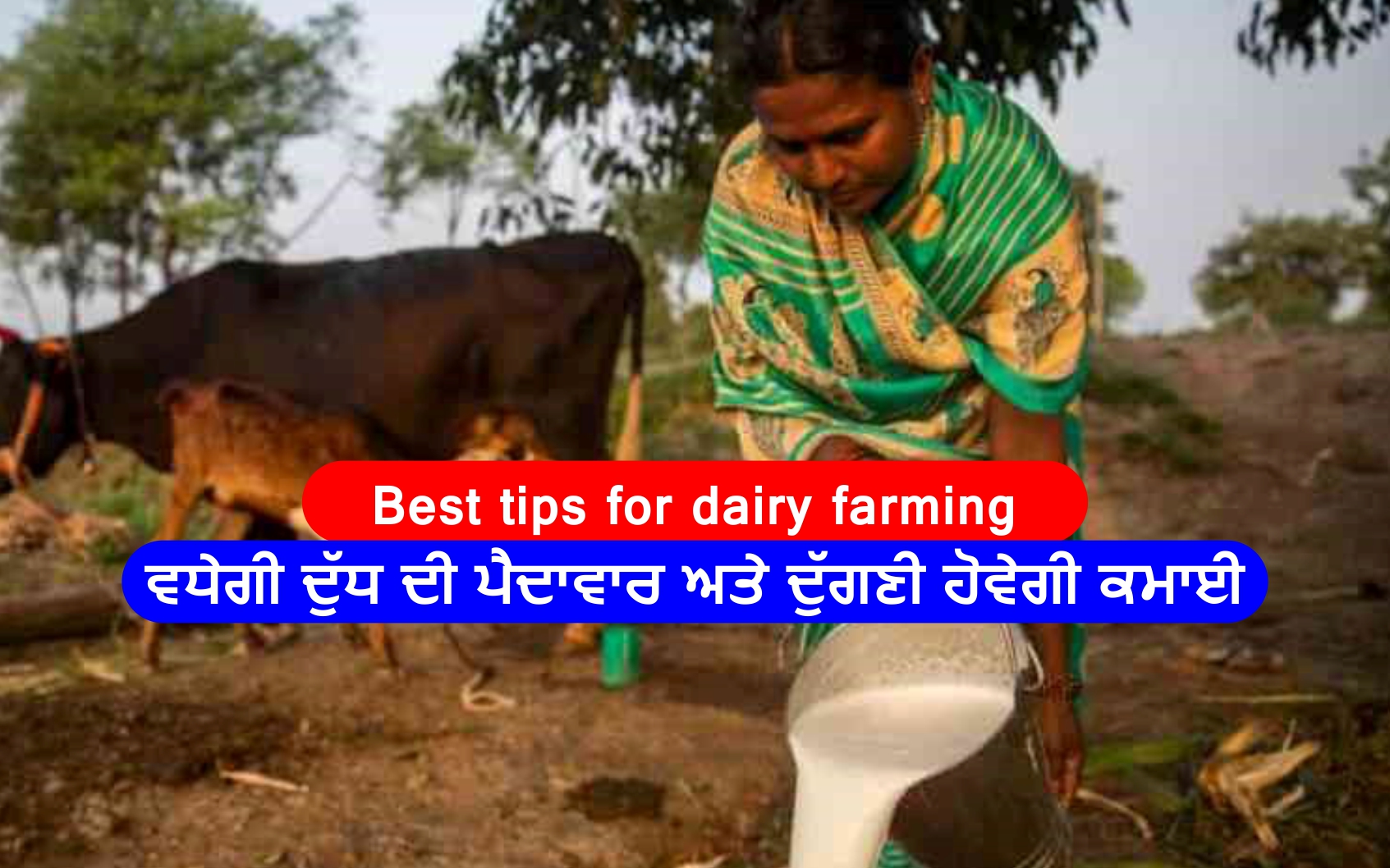 Best tips for dairy farming ਵਧੇਗੀ ਦੁੱਧ ਦੀ ਪੈਦਾਵਾਰ ਅਤੇ ਦੁੱਗਣੀ ਹੋਵੇਗੀ ...