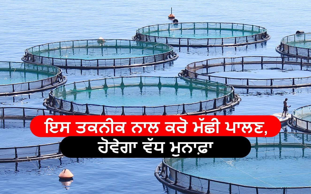 Fish Farming ਇਸ ਤਕਨੀਕ ਨਾਲ ਕਰੋ ਮੱਛੀ ਪਾਲਣ, ਹੋਵੇਗਾ ਵੱਧ ਮੁਨਾਫ਼ਾ - Do fish ...