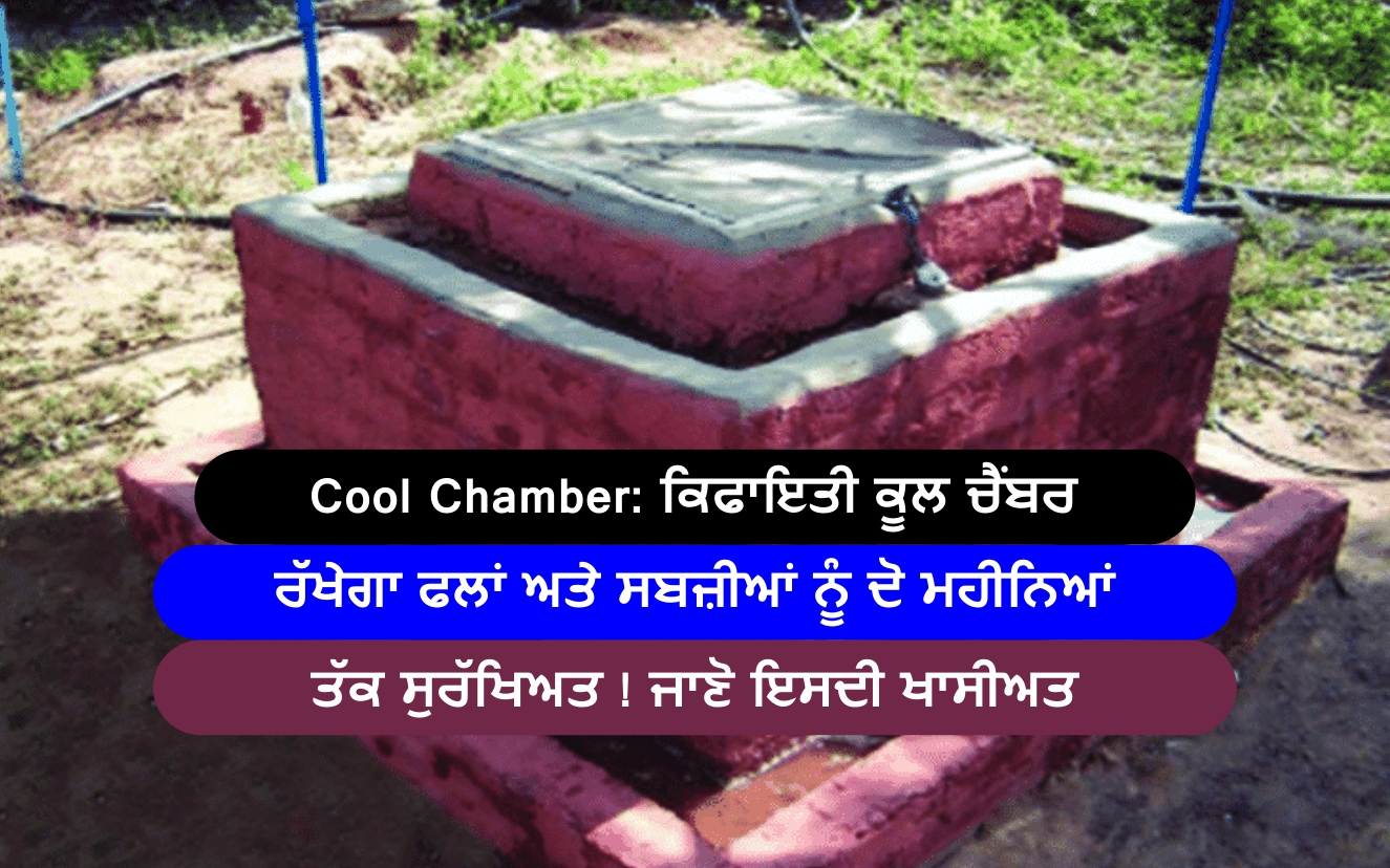 Cool Chamber: ਕਿਫਾਇਤੀ ਕੂਲ ਚੈਂਬਰ ਰੱਖੇਗਾ ਫਲਾਂ ਅਤੇ ਸਬਜ਼ੀਆਂ ਨੂੰ ਦੋ ਮਹੀਨਿਆਂ ...