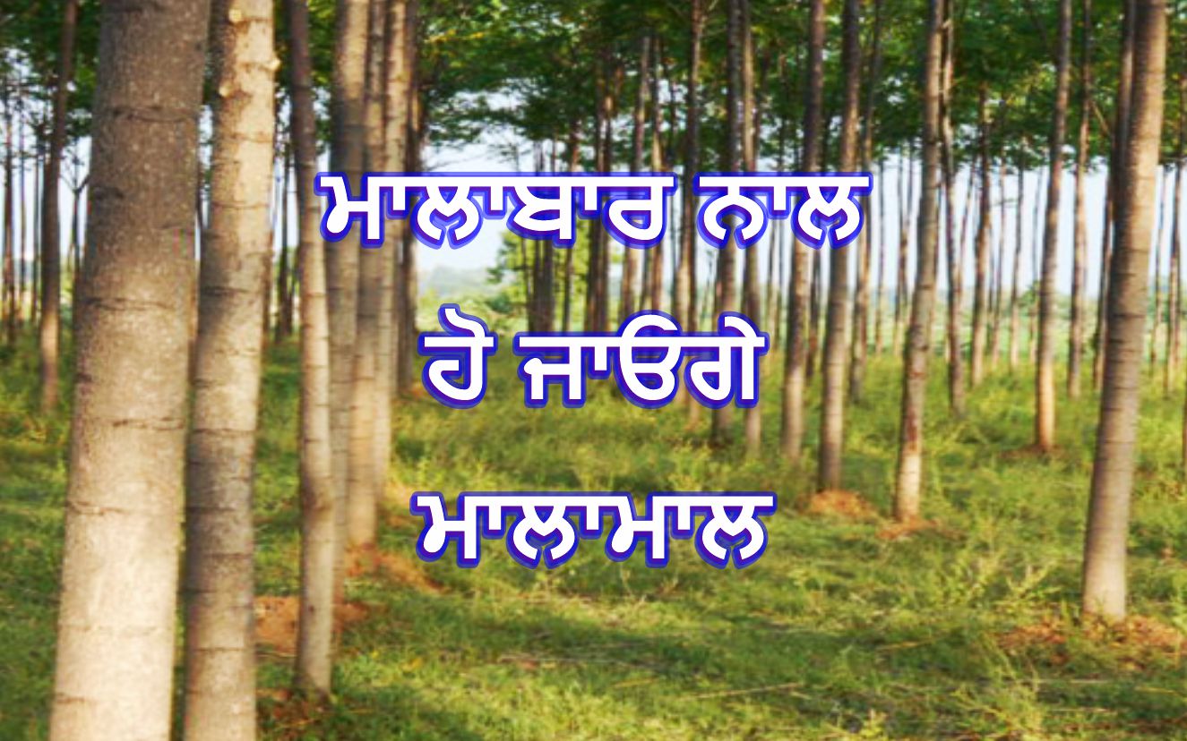 ਮਾਲਾਬਾਰ ਨਿੰਮ ਦੇ ਦਰੱਖਤ ਦੀ ਕਾਸ਼ਤ 6 ਸਾਲਾਂ 'ਚ ਬਣਾ ਦੇਵੇਗੀ ਕਰੋੜਪਤੀ! ਜਾਣੋ ...