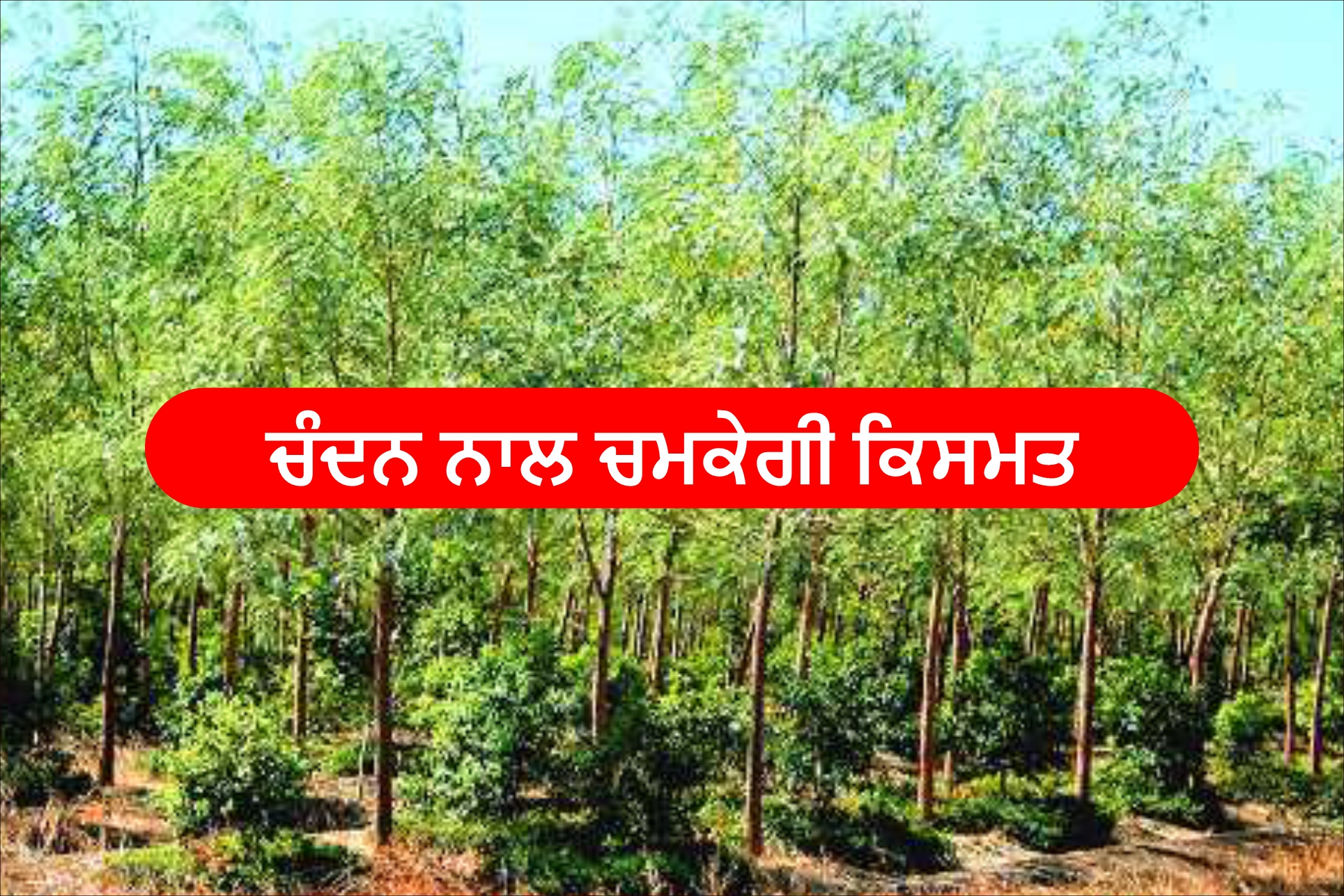 Chandan Tree: ਚੰਦਨ ਨਾਲ ਚਮਕੇਗੀ ਕਿਸਮਤ! ਕਿਸਾਨ ਜਲਦ ਬਣ ਜਾਣਗੇ ਲੱਖਪਤੀ ...