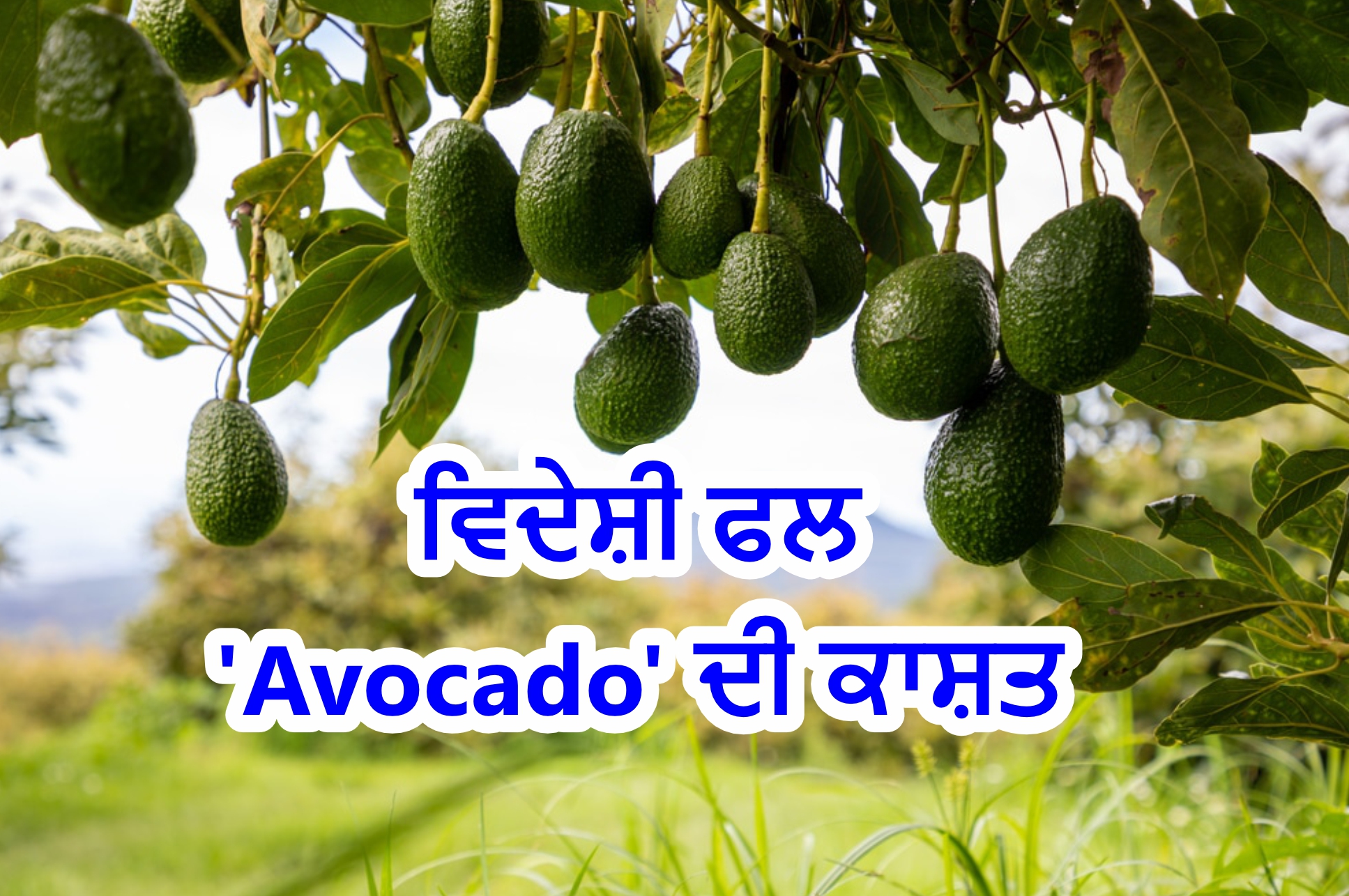 Avocado : ਜਾਣੋ ਕਿਵੇਂ ਕੀਤੀ ਜਾਂਦੀ ਹੈ ਵਿਦੇਸ਼ੀ ਫਲ 'ਐਵੋਕਾਡੋ' ਦੀ ਕਾਸ਼ਤ ...
